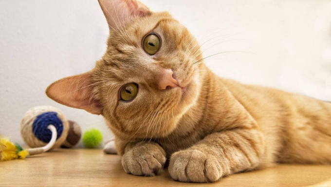 Mars Petcare | Mars, Incorporated